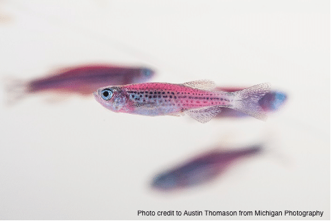 Zebrafish Housing & Handling - The 3Rs Collaborative